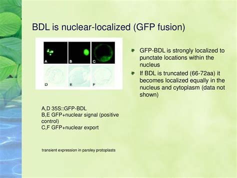 Arabidopsis Cell Fate Arabidopsis Cell Fate Ppt Download
