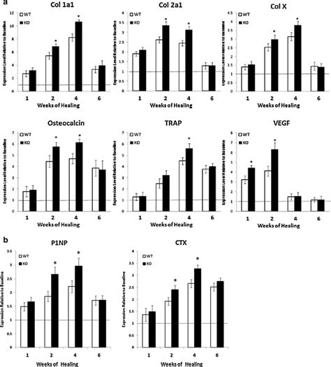 Temporal Analysis Of Callus Gene Expression And Serum Biochemical