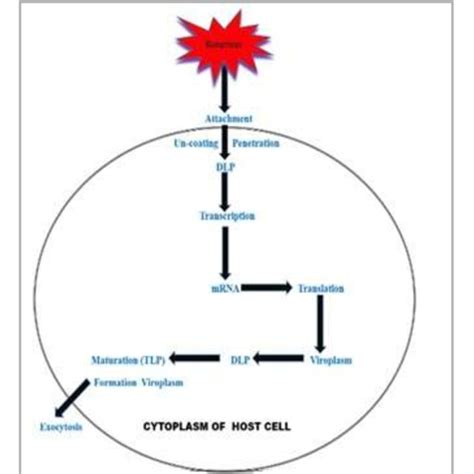Replication Cycle Of Rotavirus Download Scientific Diagram