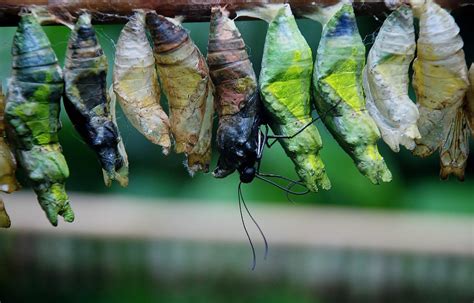 400 Free Cocoon And Metamorphosis Images Pixabay