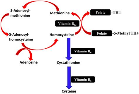 Pathway Of Homocysteine Homocysteine With The Assistance Of Folate