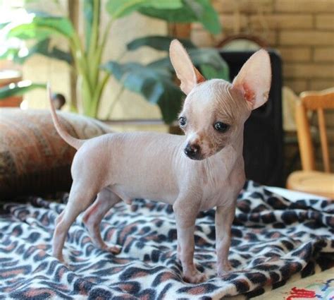 Mexican Hairless Chihuahua Male 11 Weeks For Sale 800 00 Has Shots