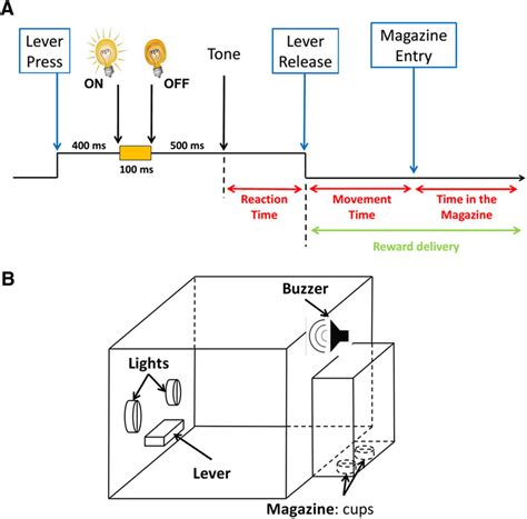 Behavioral Task A This Diagram Illustrates The Time Elapsing During