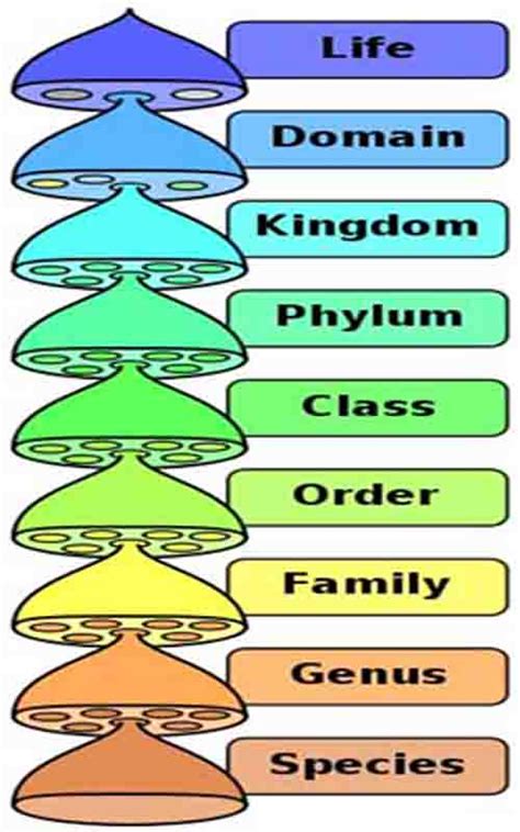 Biological Classification Lecture Materials From The Virtual