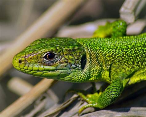 Le lézard : mode de vie, intérêt au jardin