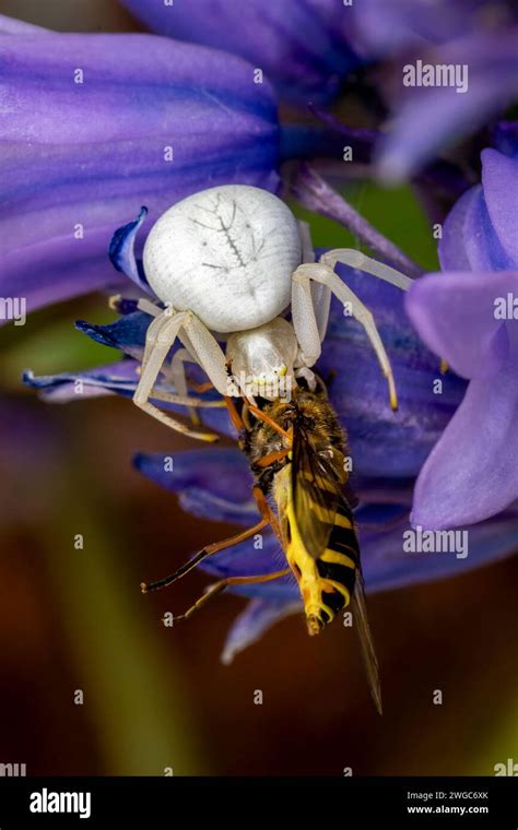 Head On Detail Of A Bright Crab Spider Misumena Vatia Hiding In A