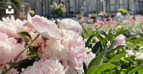 큰 건물 앞의 분홍색과 흰색 꽃밭 사진 Unsplash의 무료 이미지