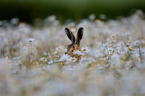 David Tipling From Amateur To Professional Nature Ttl