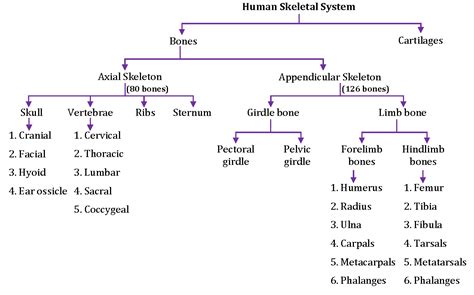 The Human Skeletal System Your Bodys Framework