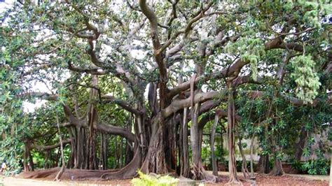 Ficus Macrophylla Systematics Etymology Habitat Cultivation