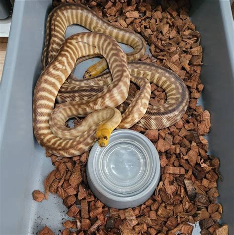 Pair Woma Python By Tom Blackhurst Reptiles Morphmarket