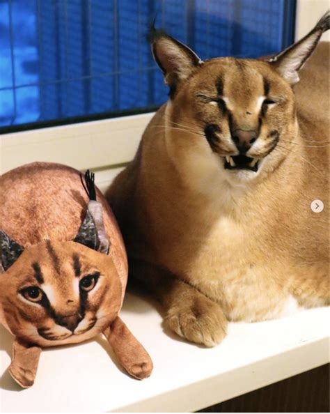 Floopa Rcoolpictures1