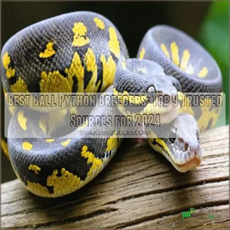 Best Ball Python Breeders Top 9 Trusted Sources For 2024