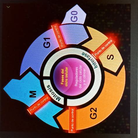 Ciclo Celular Quizlet