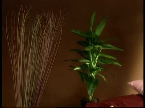 Les Meilleures Positions Streaming Video On Demand Adult Empire