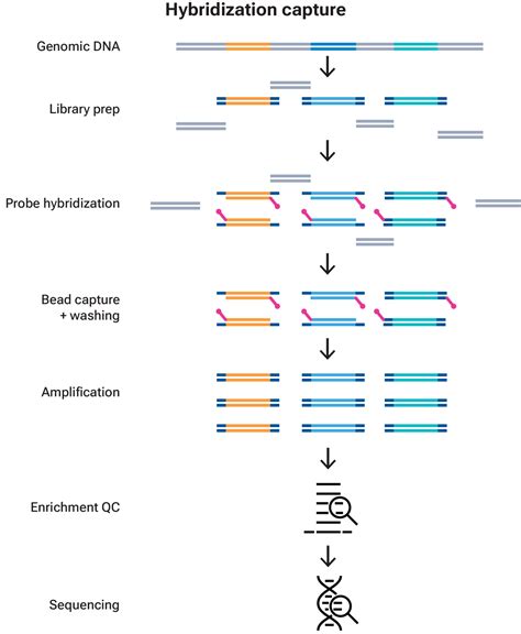 Gaining Deeper Insight With Targeted Sequencing Pacbio