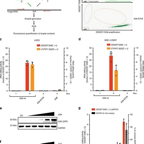 apobec3a promotes hotspot rna mutations at specific stem loop