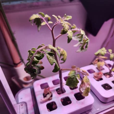 Tiny Tim Tomato Leaves Yellowing Rhydroponics