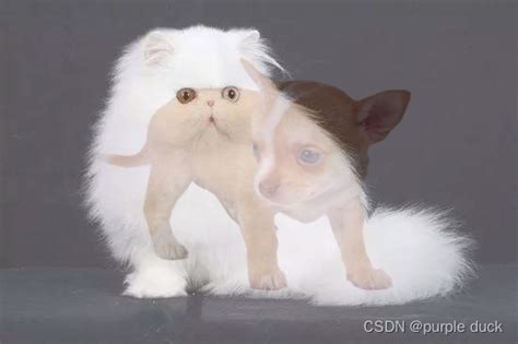 计算机视觉算法与opencv实践之基本图像操作第1关图片的基本读取和保存操作 Csdn博客 计算机视觉算法与opencv实践之基本图像操作第1关图片的基本读取和保存操作 Csdn博客