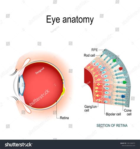 Eye anatomy. Rod cells and cone cells. The arrangement of retinal cells ...