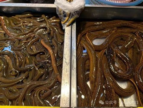 黄鳝在养殖过程中被喂了避孕药？这是传了近30年的谣言 京报网