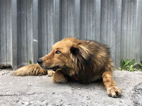 How The Dogs Of Chernobyl Found A Happy Ending The Moscow Times