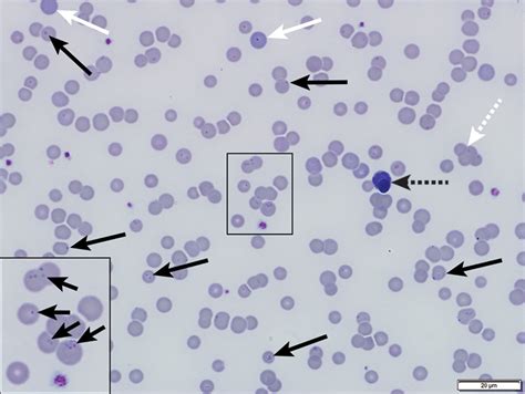 Reticulocyte Count In Felines