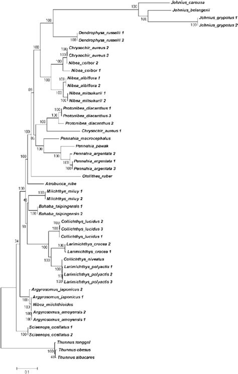 Phylogenic Relationship Among 48 Sciaenidae Sequences From Genbank Download Scientific Diagram