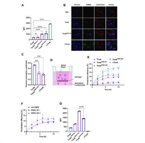 Internalization And Penetration Of Tmab Pmpc In Mouse Brain Endothelial Download Scientific