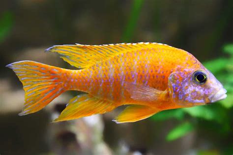 41 Types Of Fish With Fins And Scales