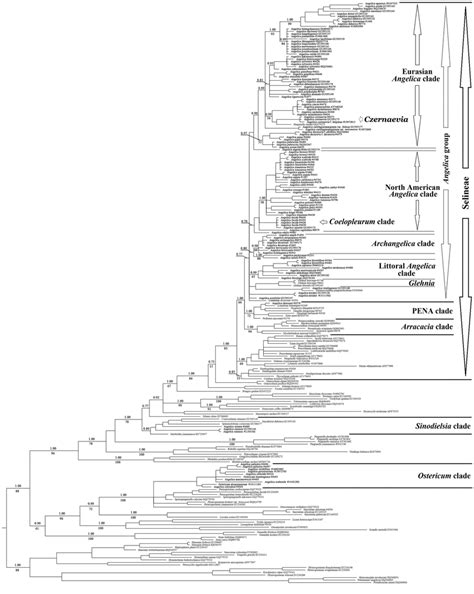 majority rule consensus tree derived by bayesian inference analysis of