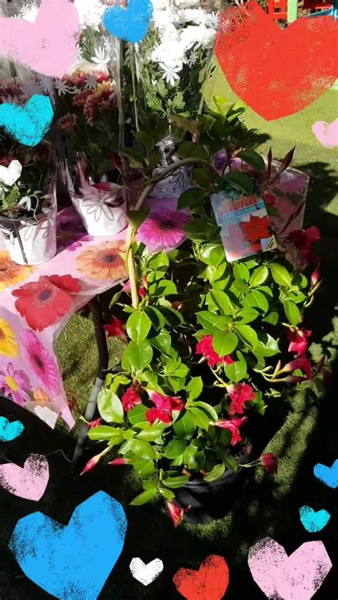 Silverlea Services Home Facebook