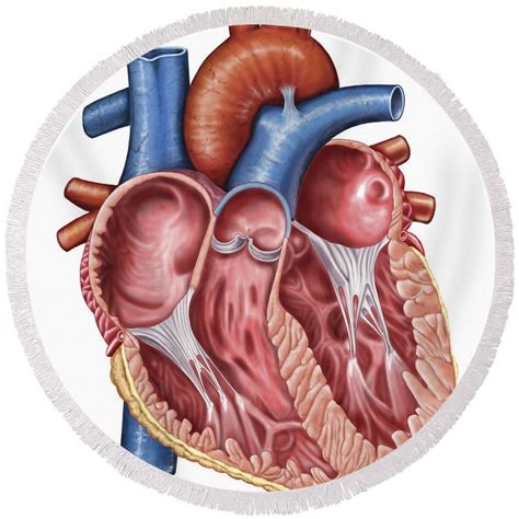 Lab Oxygenated Blood Flow Diagram Quizlet