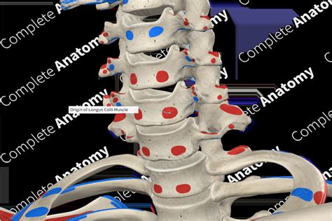 Origin Of Longus Colli Muscle Complete Anatomy