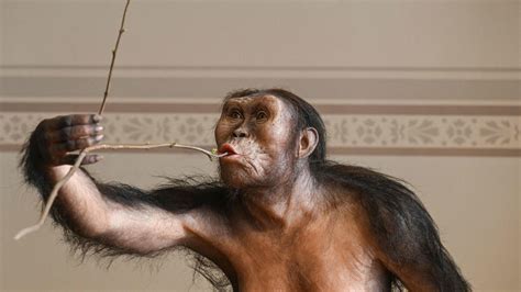 Lucy Comes To Europe See Fossil Exhibit Of 3 18 Million Year Old Human