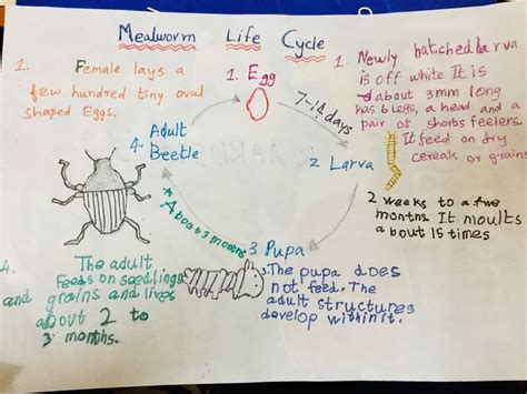Mealworm Life Cycle Experiment At Joy Henderson Blog
