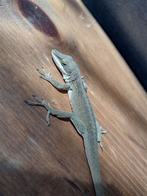 Lazy Lizard Looks Stock Image Image Of Outdoors Lizard 274306751
