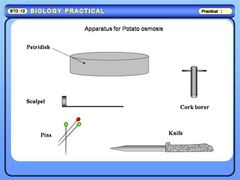Physics Learn Study Of Osmosis By Potato Osmometer Biology Practical