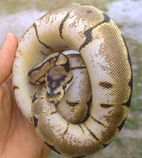 Axanthic Killer Clown Ball Python