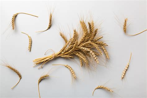 Top 5 Wheat Berries Nutrition Facts Be Still Farms Real Fine Organics