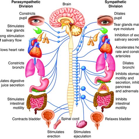 Parasympathetic Austin Life Chiropractic