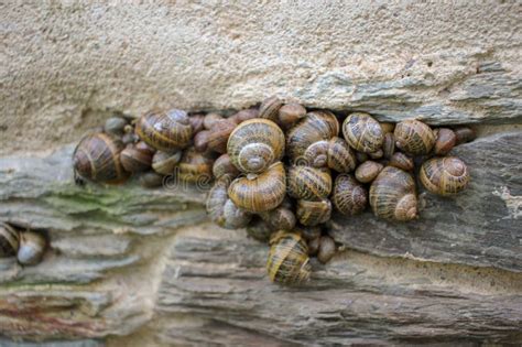 Snails Living Together In A Wall Stock Image Image Of Closeup
