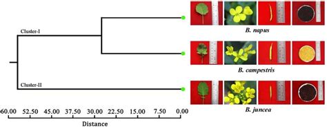 Dendrogram Presenting The Phylogenetic Relationship Among Three Species Download Scientific