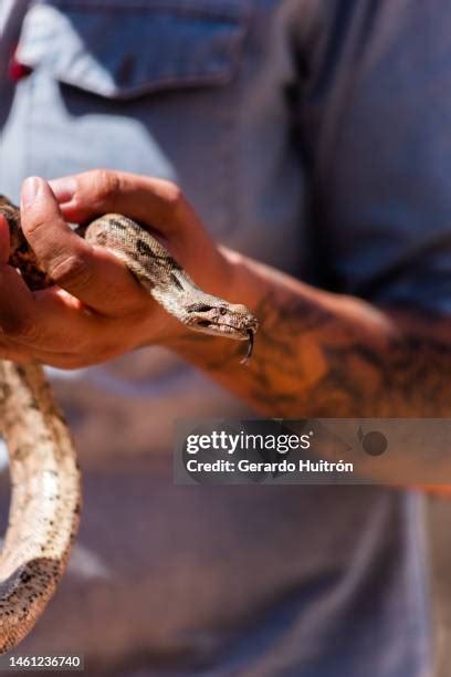 Are Ball Pythons Dangerous Photos And Premium High Res Pictures Getty Images