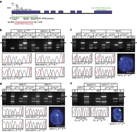 Expression Of A Novel Xist Antisense Transcript From The Inactive X