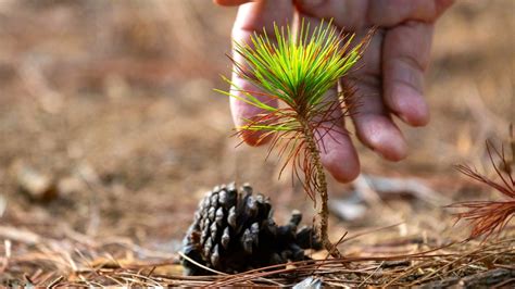 Can You Grow A Tree From A Pine Cone