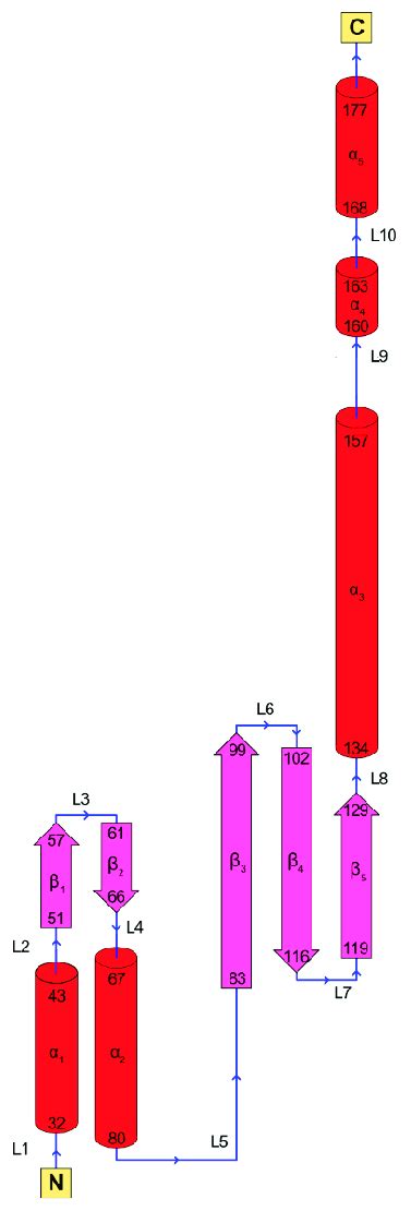 Schematic Representation Of Rad52 1 212 Monomer Folding Rods And Download Scientific Diagram