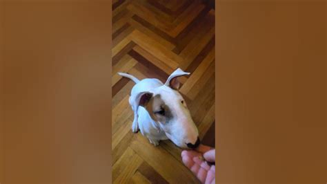 ძაღლის გაწვრთნა 📲555106050 Youtube