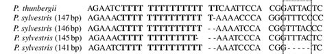 dna sequence alignment of different size variants at locus pt71936 the
