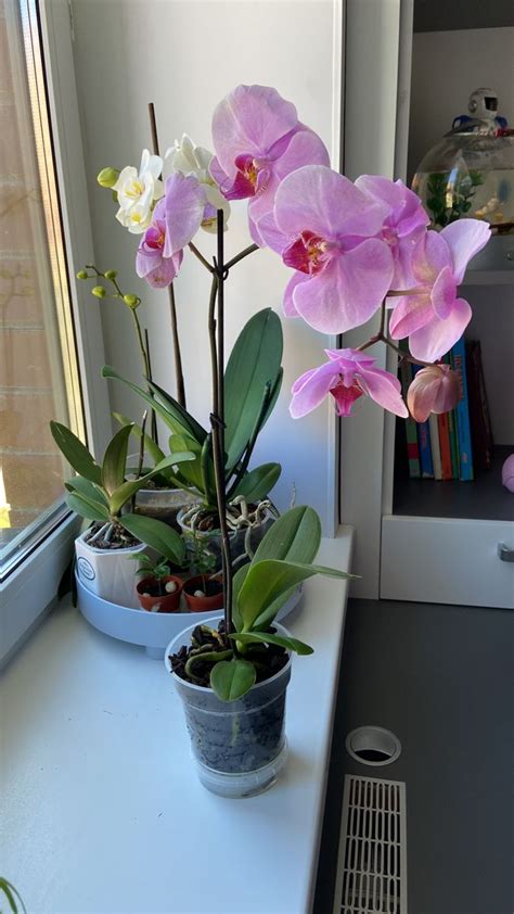 Розовая орхидея 🌺 в 2024 г Орхидея Цветы в горшках Комнатные деревья